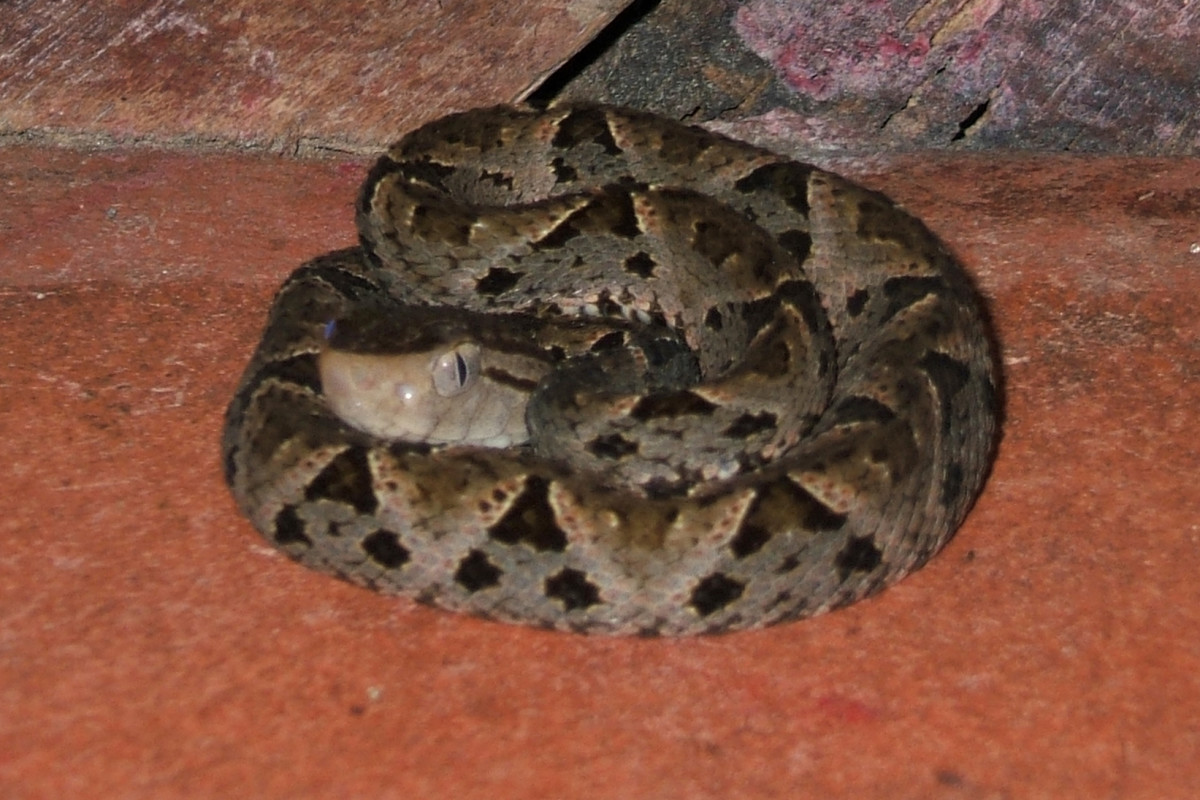 Bothrops asper - The Lance Head Viper. The Ultimate Pit Viper, An ...