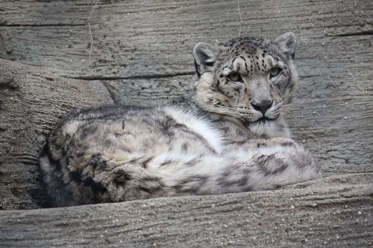 The Endangered Snow Leopard—Habitat, Feeding Habits and More - HubPages
