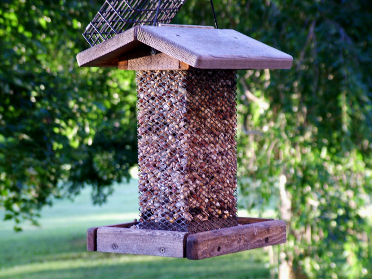  How To Build A Homemade Bird Feeder Web Camera HubPages
