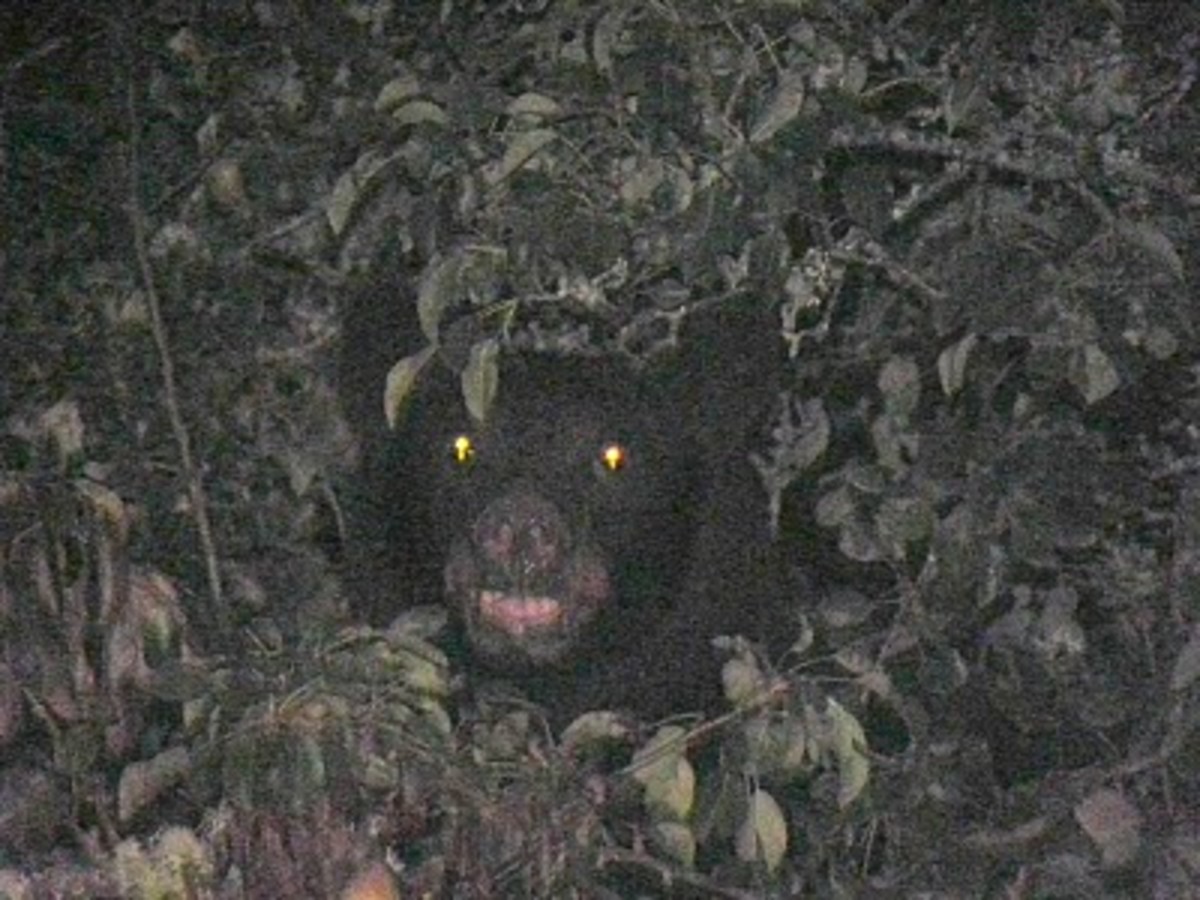 Big Red Eye: New Jersey's Other Woodland Monster - HubPages