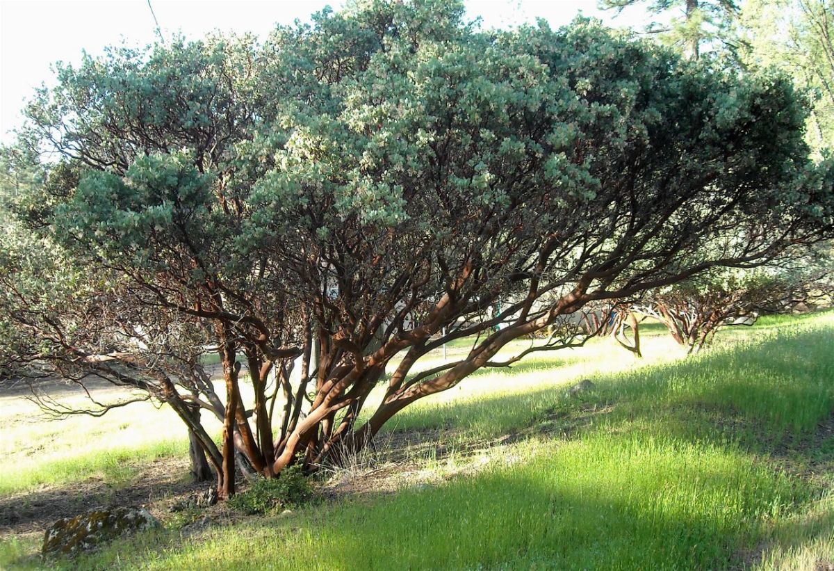 Manzanita - A Source of Fire, Cider, and Art - HubPages