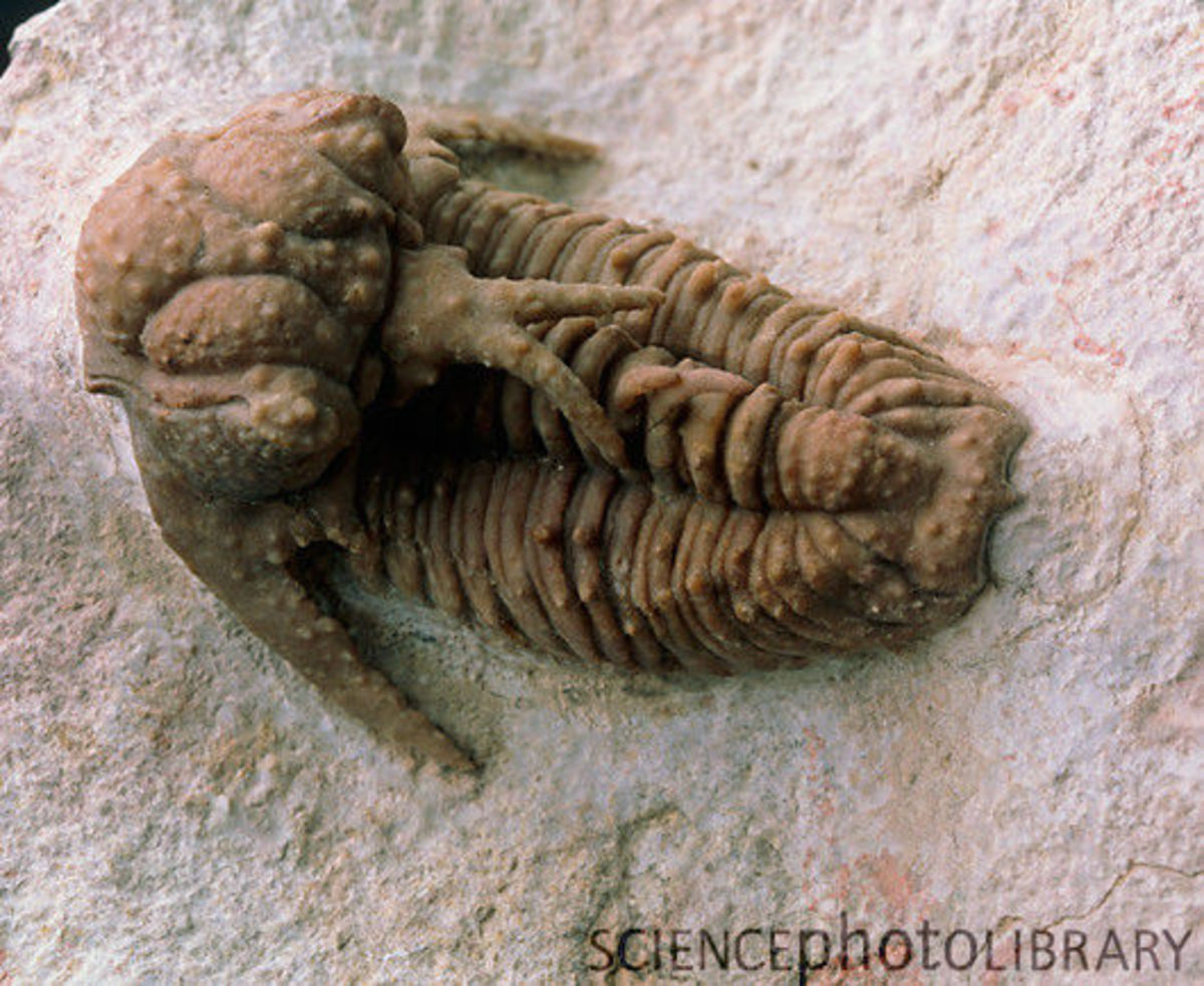 Seven of Earth's Mass Extinction Events - HubPages