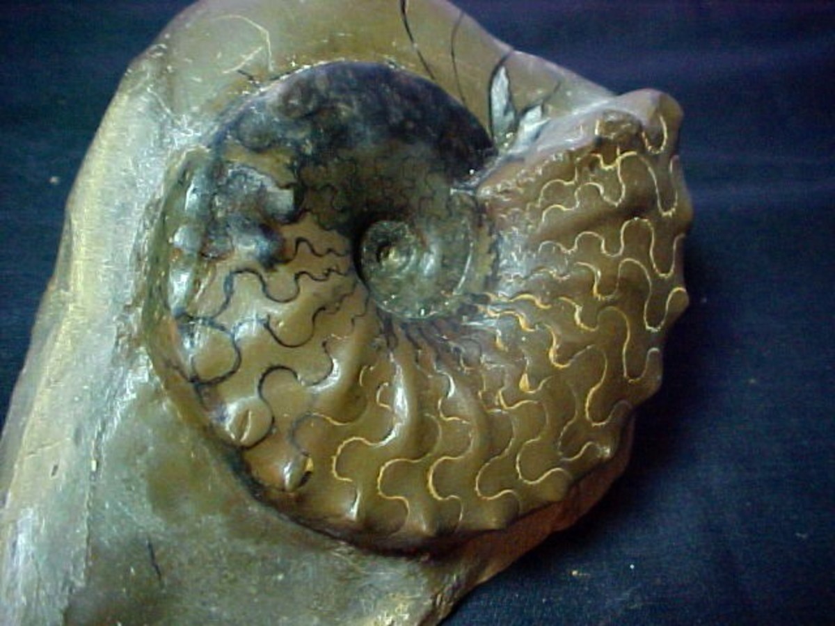 Seven of Earth's Mass Extinction Events - HubPages