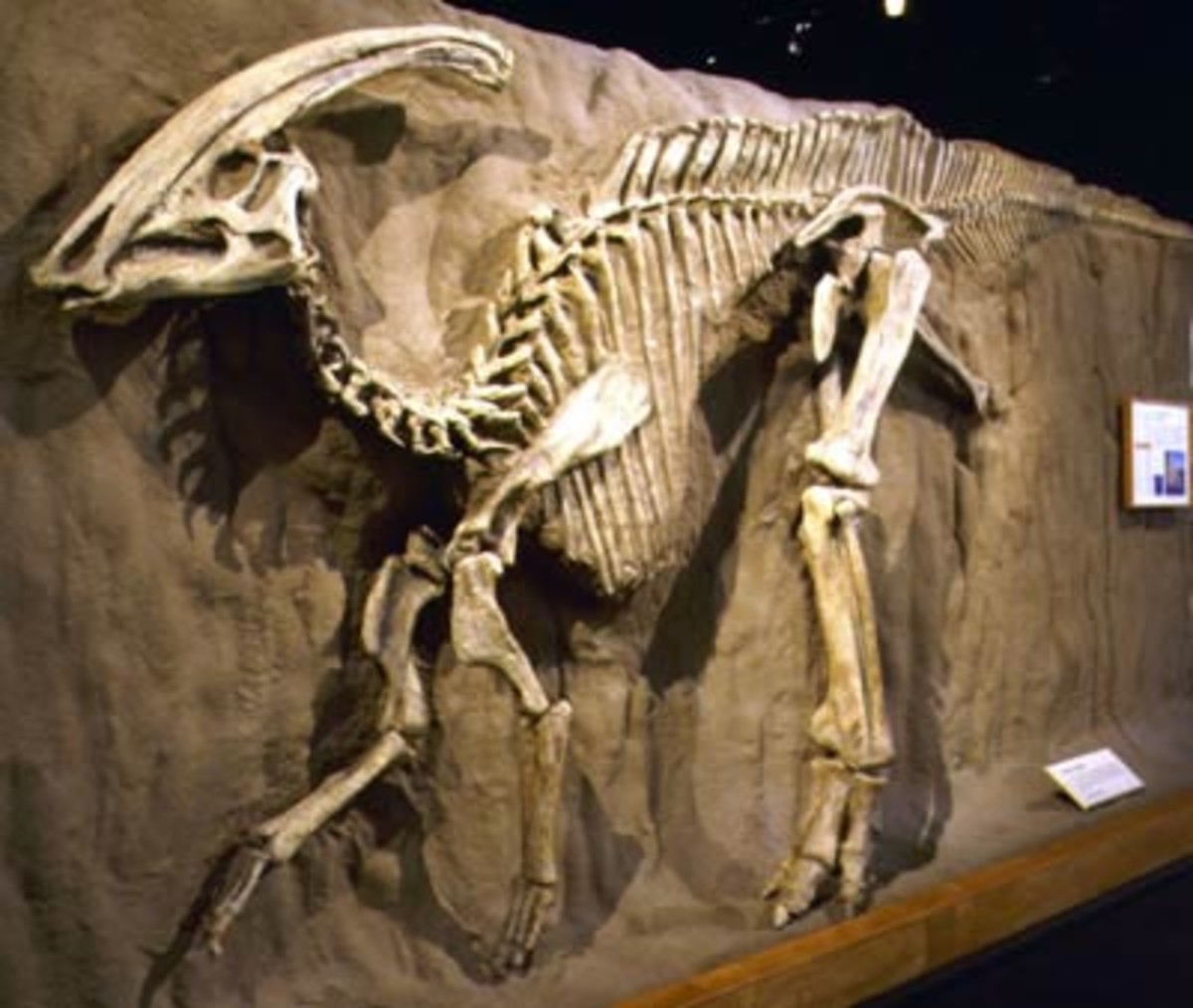 Seven of Earth's Mass Extinction Events - HubPages