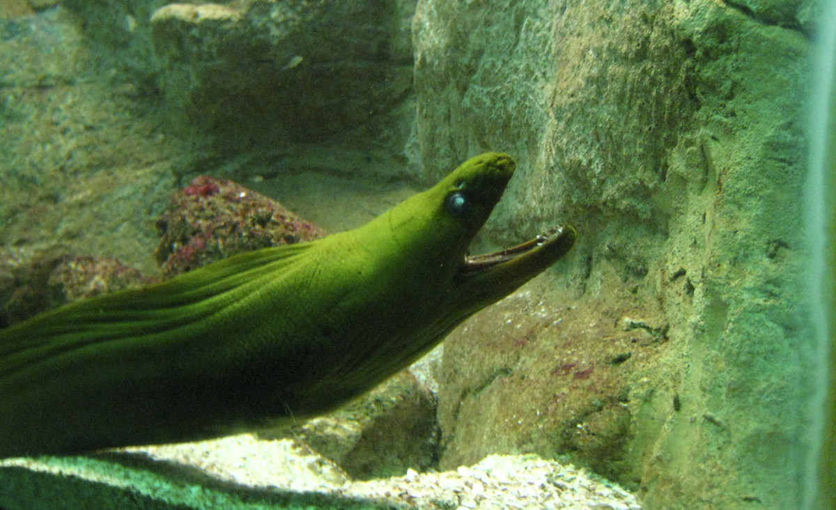 Facts About Moray Eels - HubPages