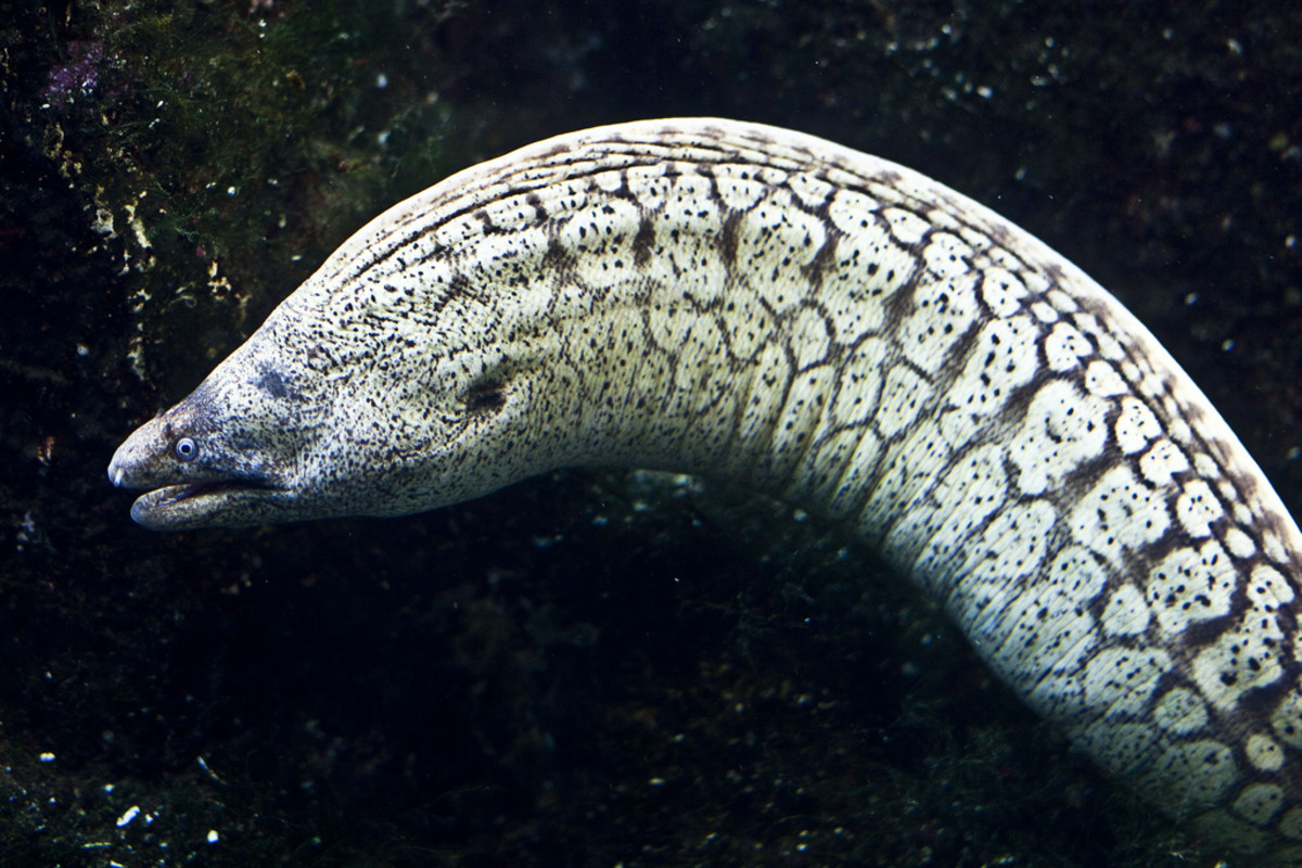 Facts About Moray Eels - HubPages