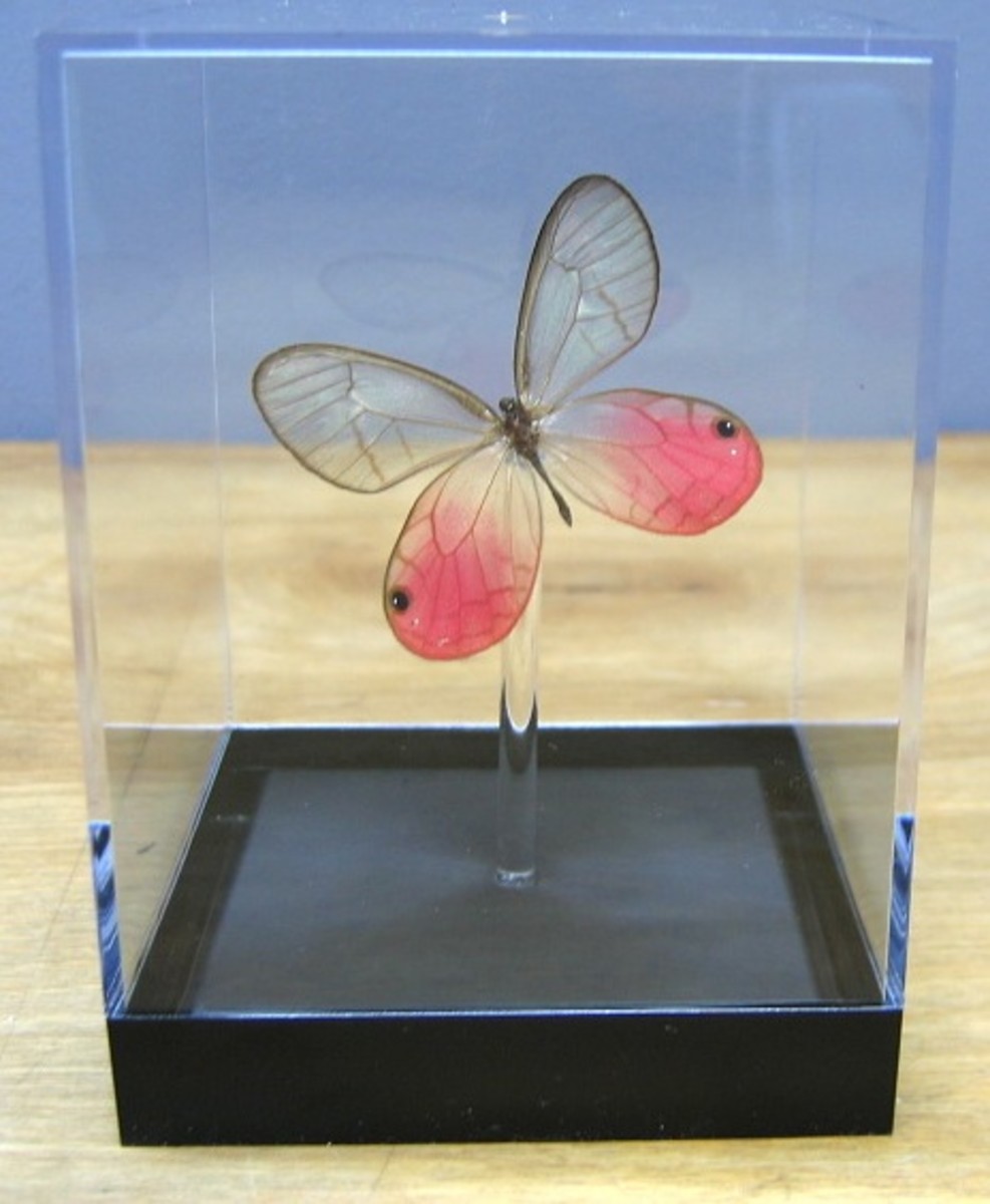 Glasswing Butterfly Including the Pink Glasswing Butterfly - HubPages