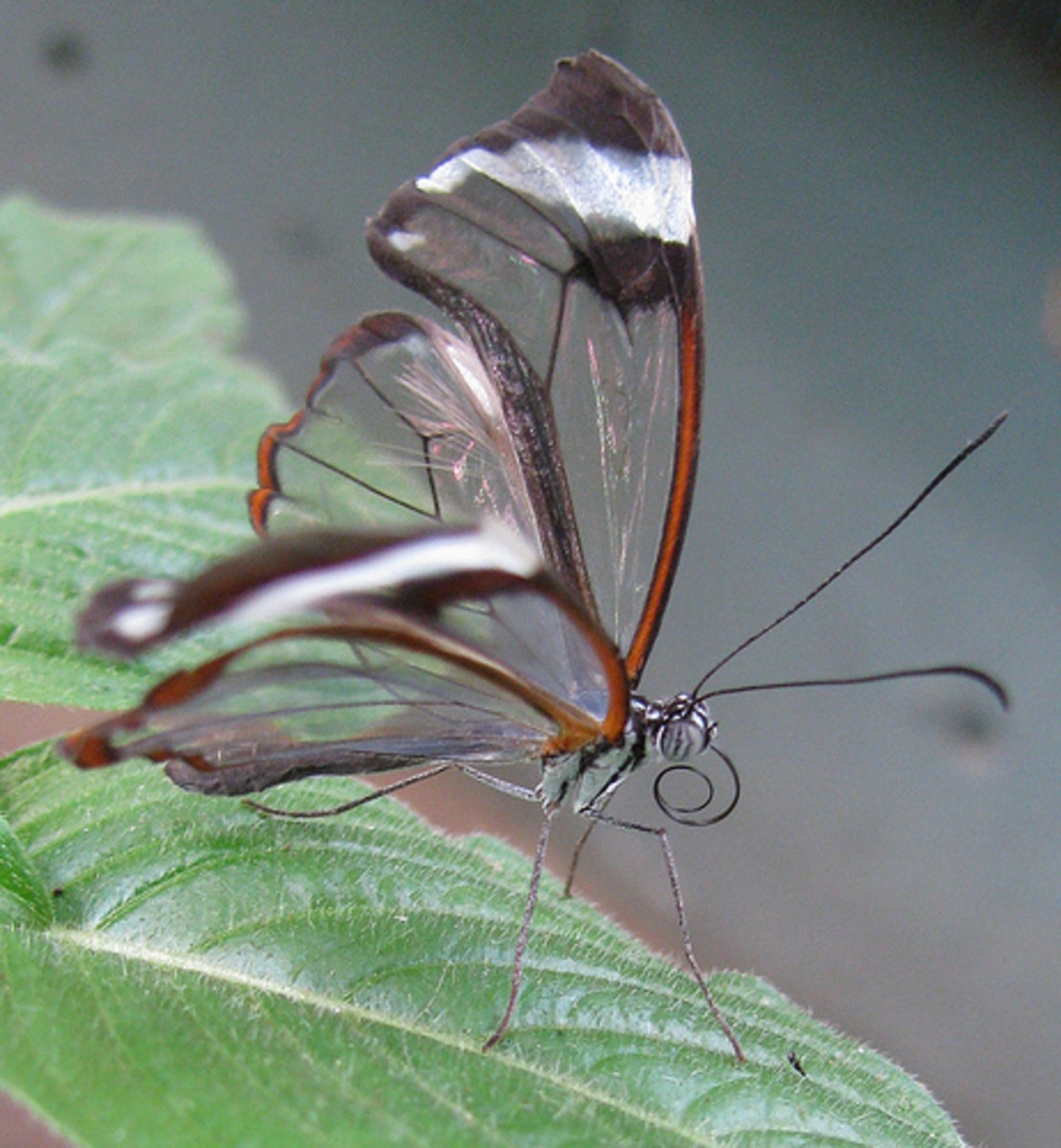 Glasswing Butterfly Including the Pink Glasswing Butterfly - HubPages