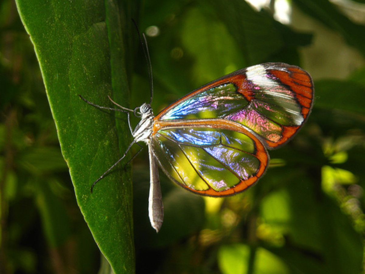 Glasswing Butterfly Including the Pink Glasswing Butterfly - HubPages