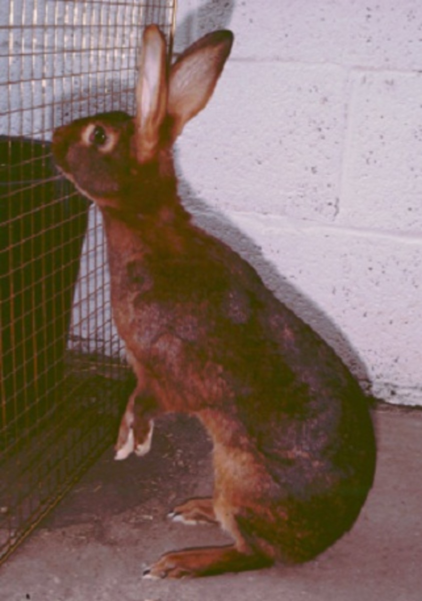 A Rabbit Health Check: What to Look out for in your Pet - HubPages