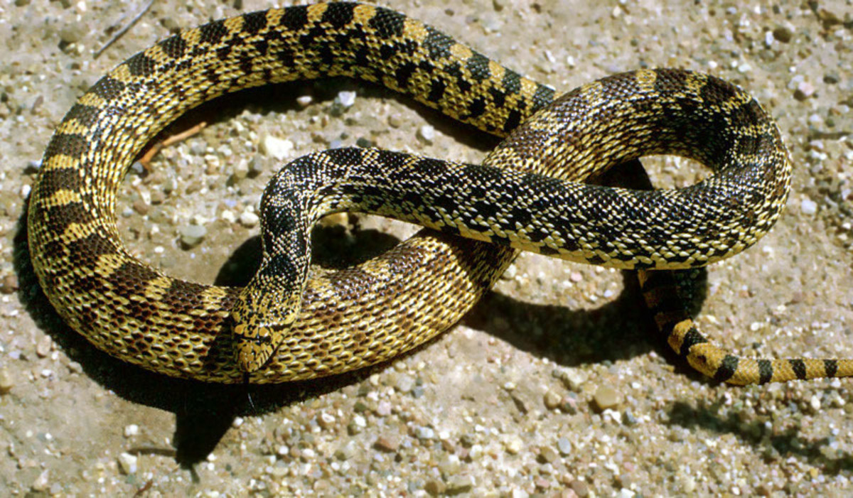 A Hillbilly Guide to Snakes: Bull Snakes - HubPages