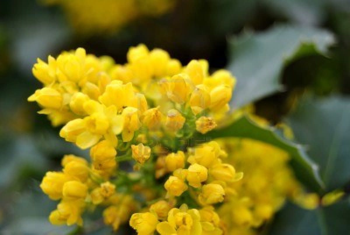 Medicinal flowers of India – health and therapeutic benefits - HubPages