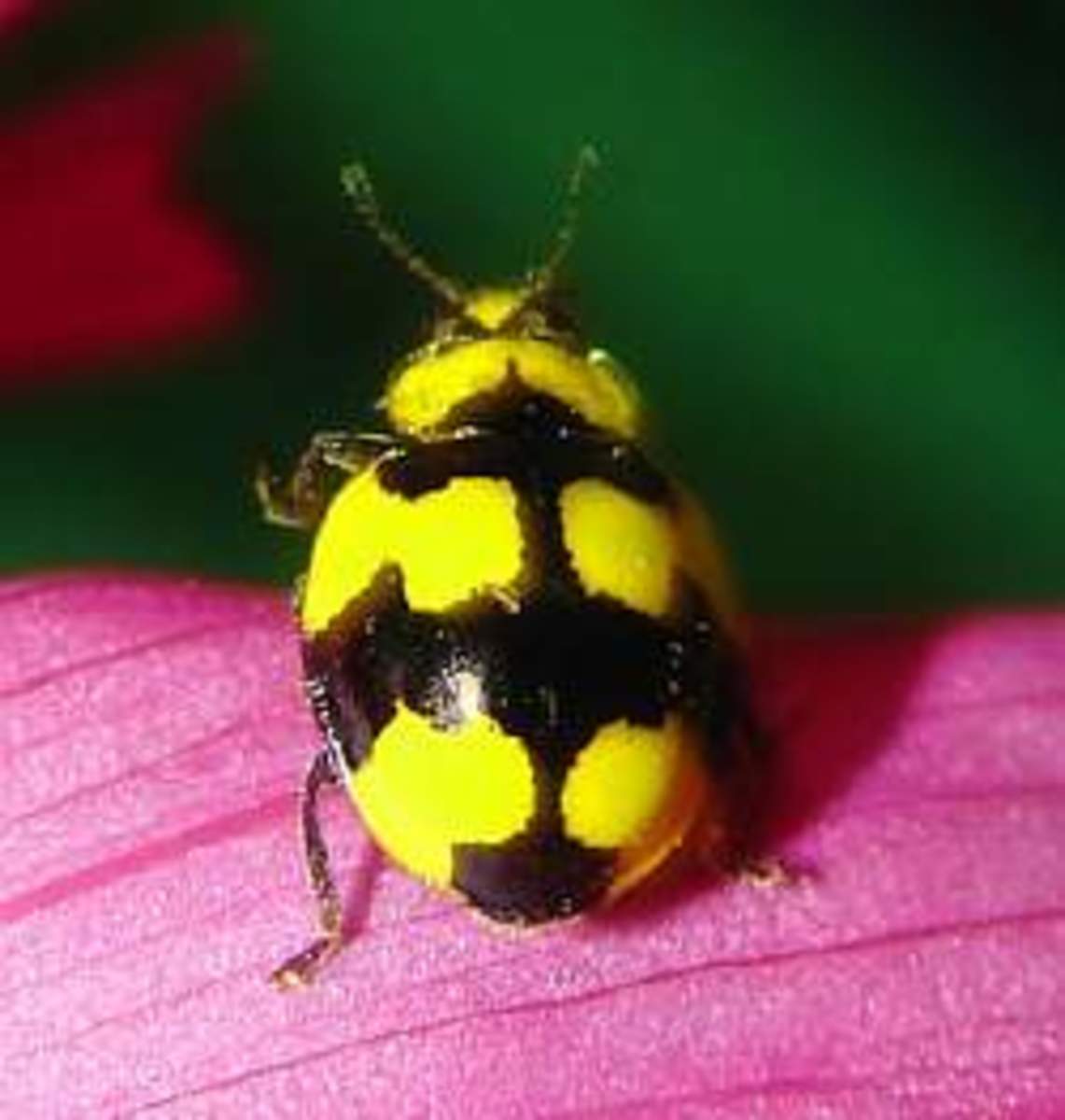Ladybug Facts and Legends - HubPages