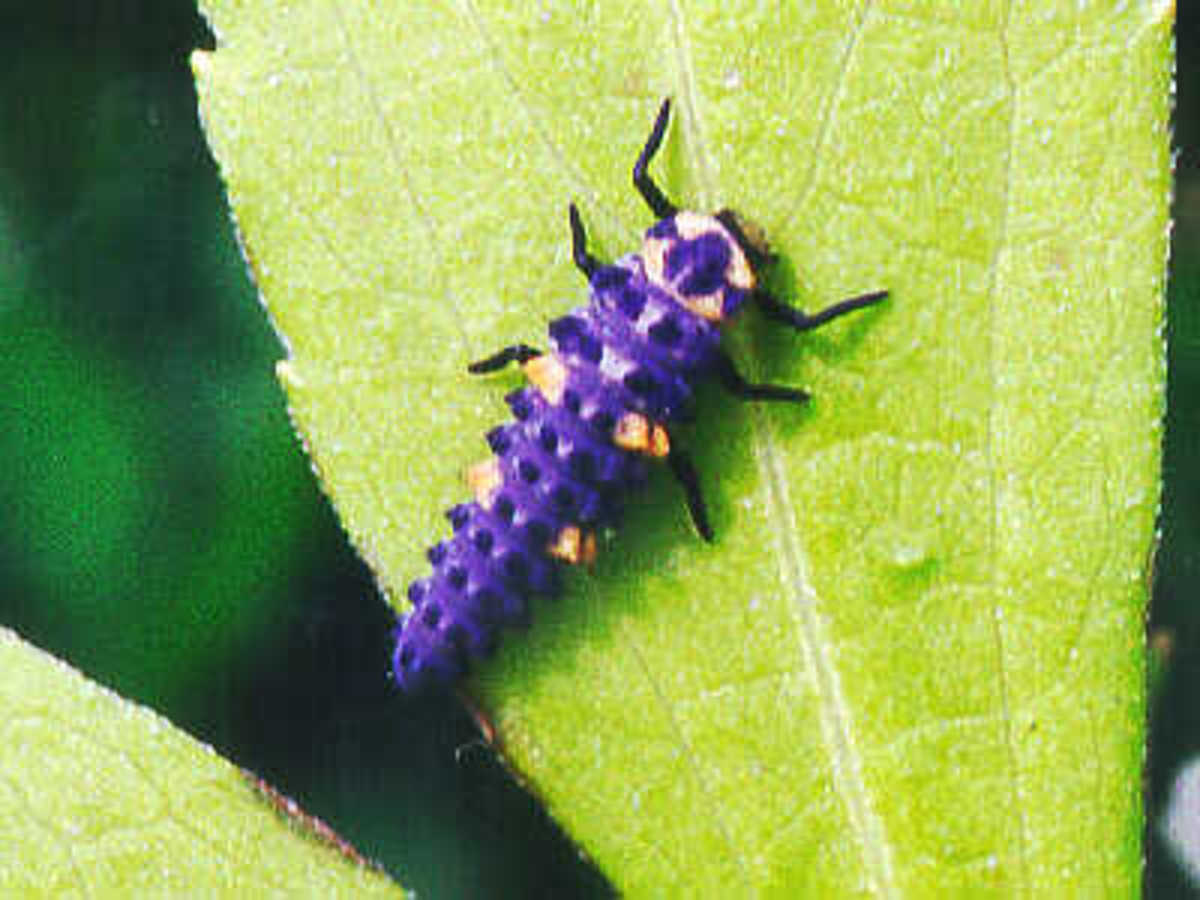 Ladybug Facts and Legends - HubPages