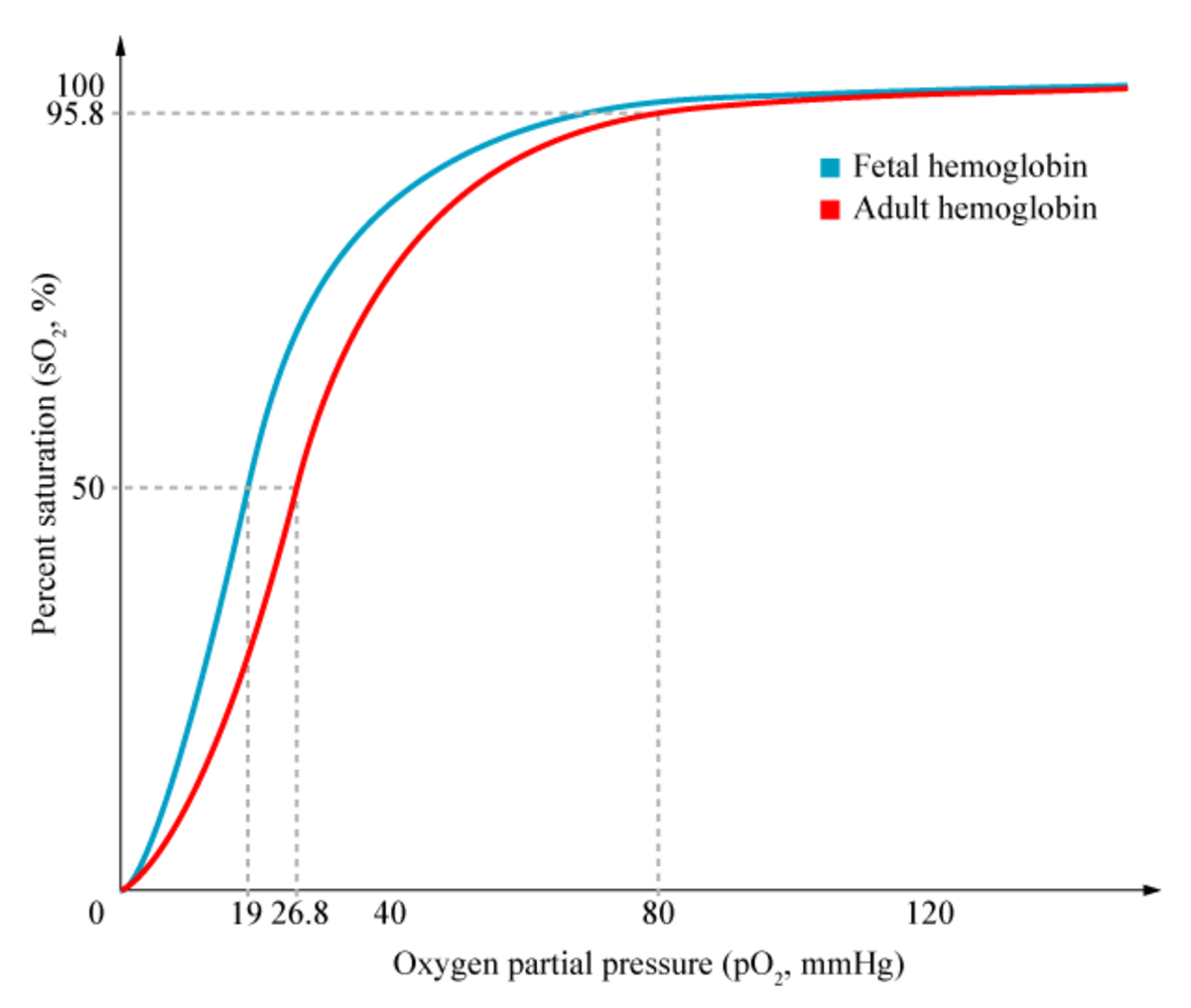 The Bohr Effect - HubPages
