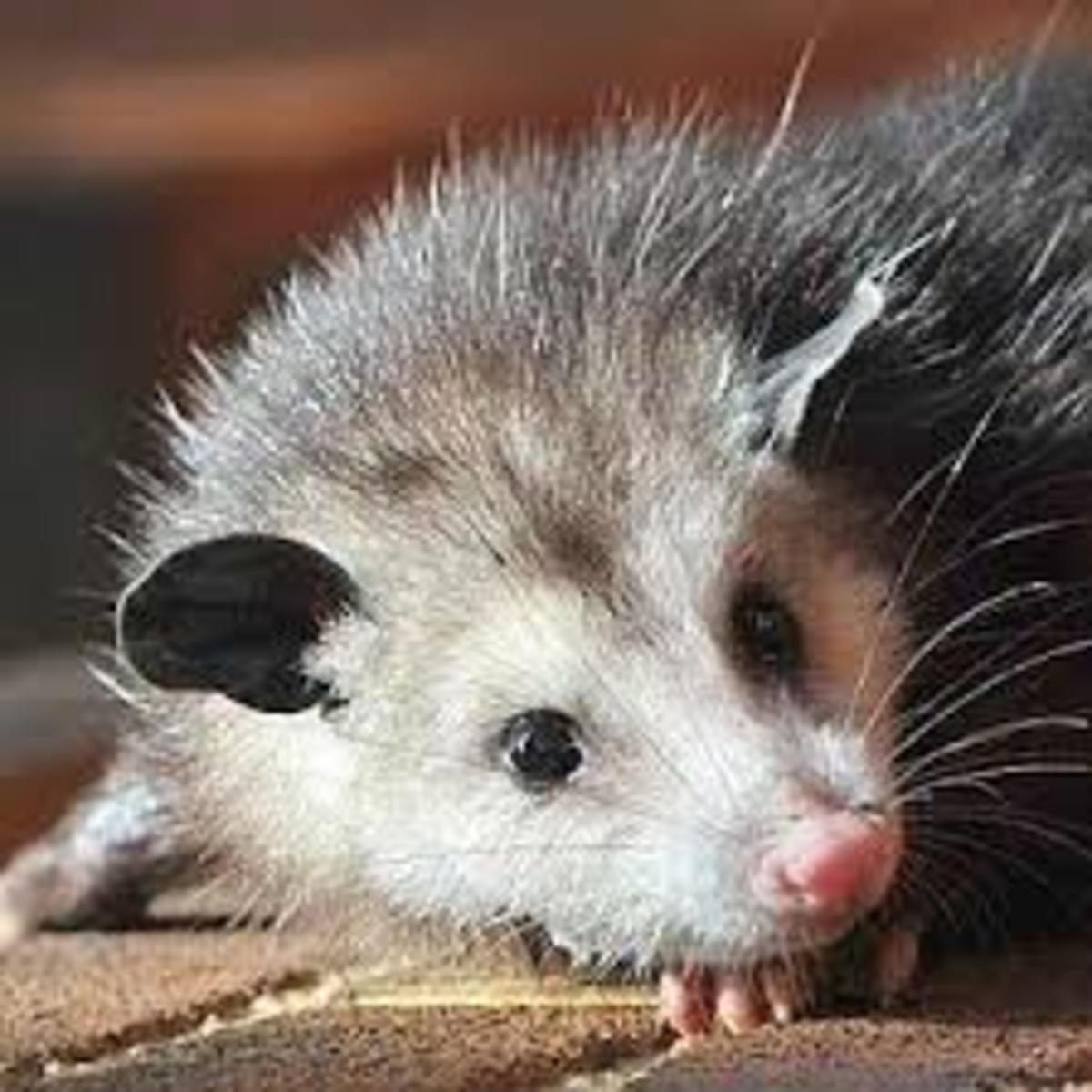 Facts About Possums ~~ They Are Not Throw Away Animals - HubPages