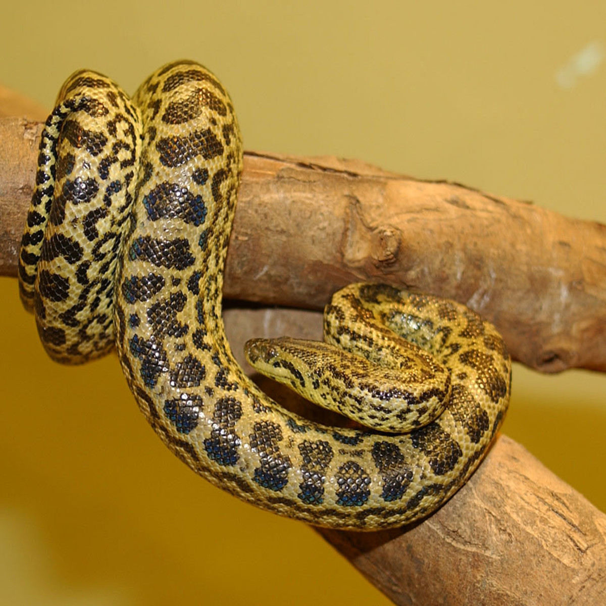 Anaconda Snake Facts Different Types Of Anacondas HubPages