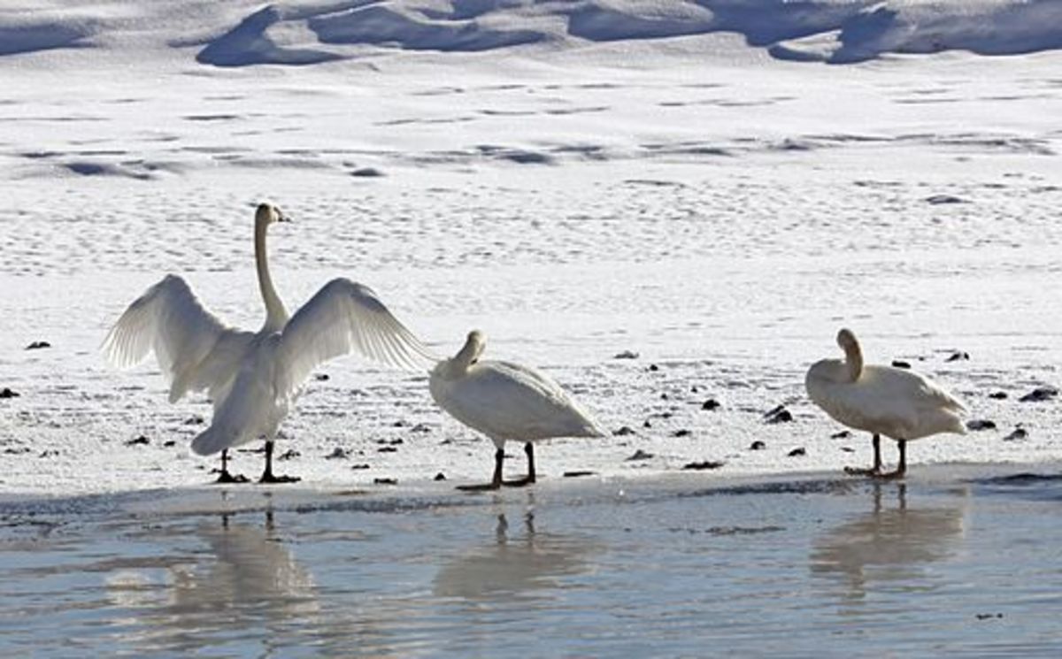 Saving the Trumpeter Swans at Lonesome Lake - Owlcation