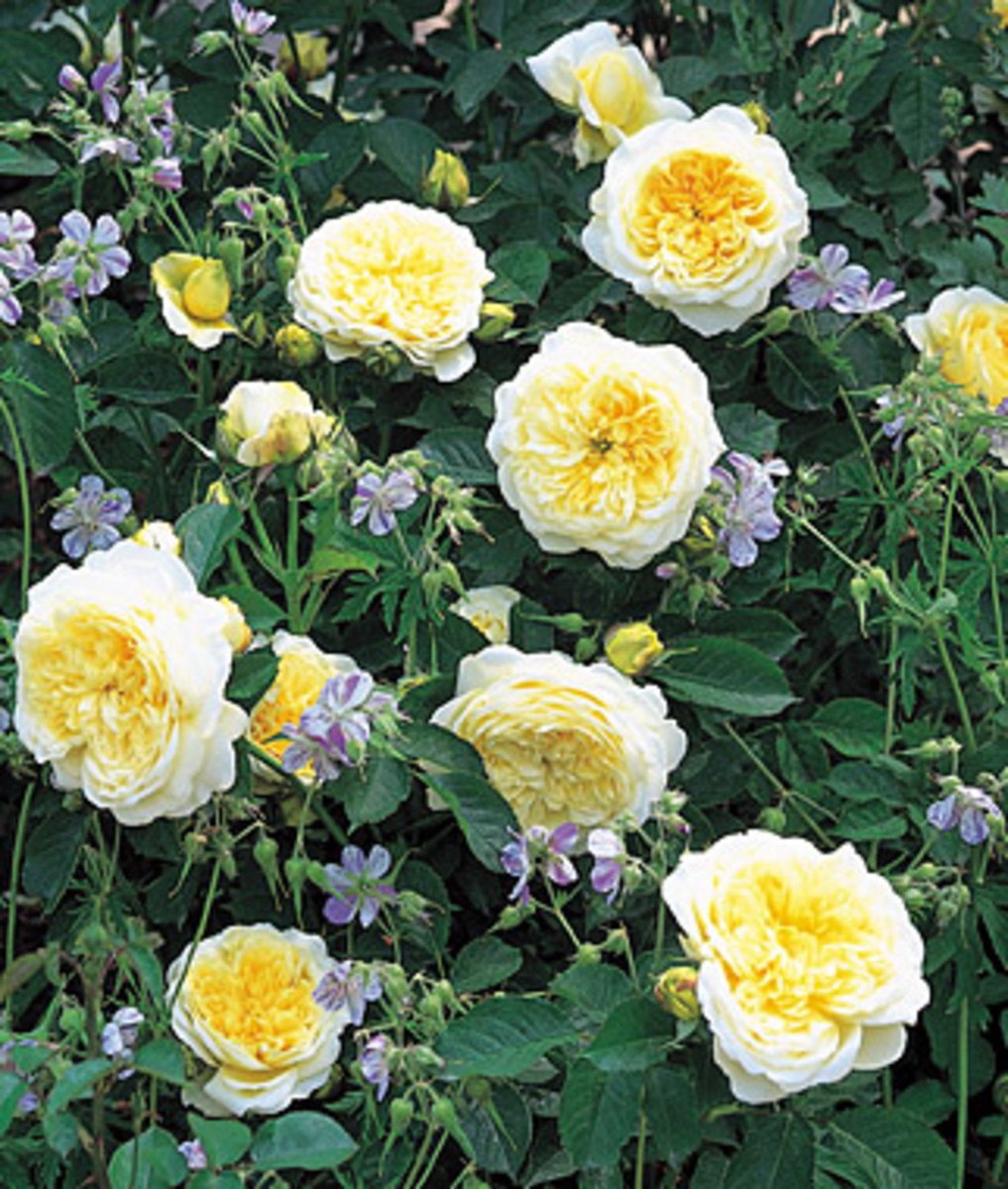 The Pilgrim Climber, a David Austin Rose - HubPages