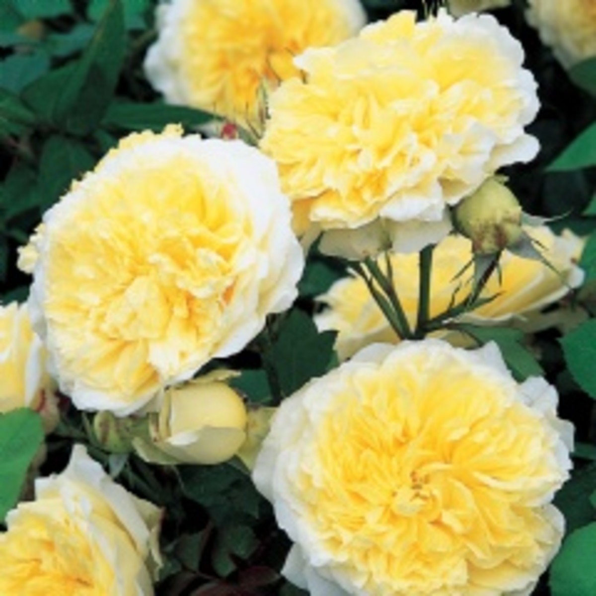 The Pilgrim Climber, a David Austin Rose - HubPages