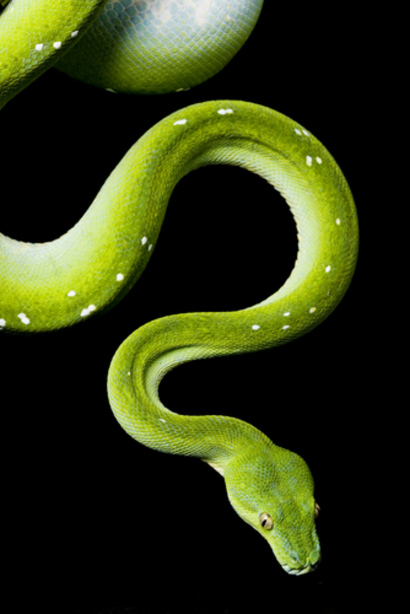 Dream Interpretation: Snakes - HubPages