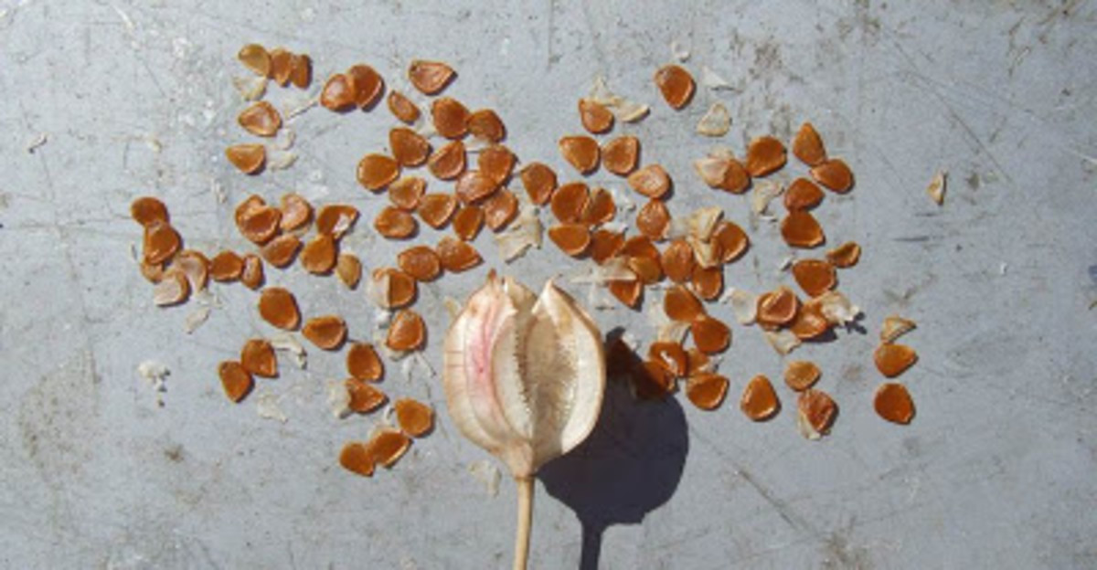 The History of Tulips - HubPages