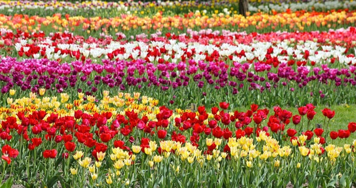 SPRING PICTURES: 200 Best Pictures, Free Images and Big Photos - HubPages