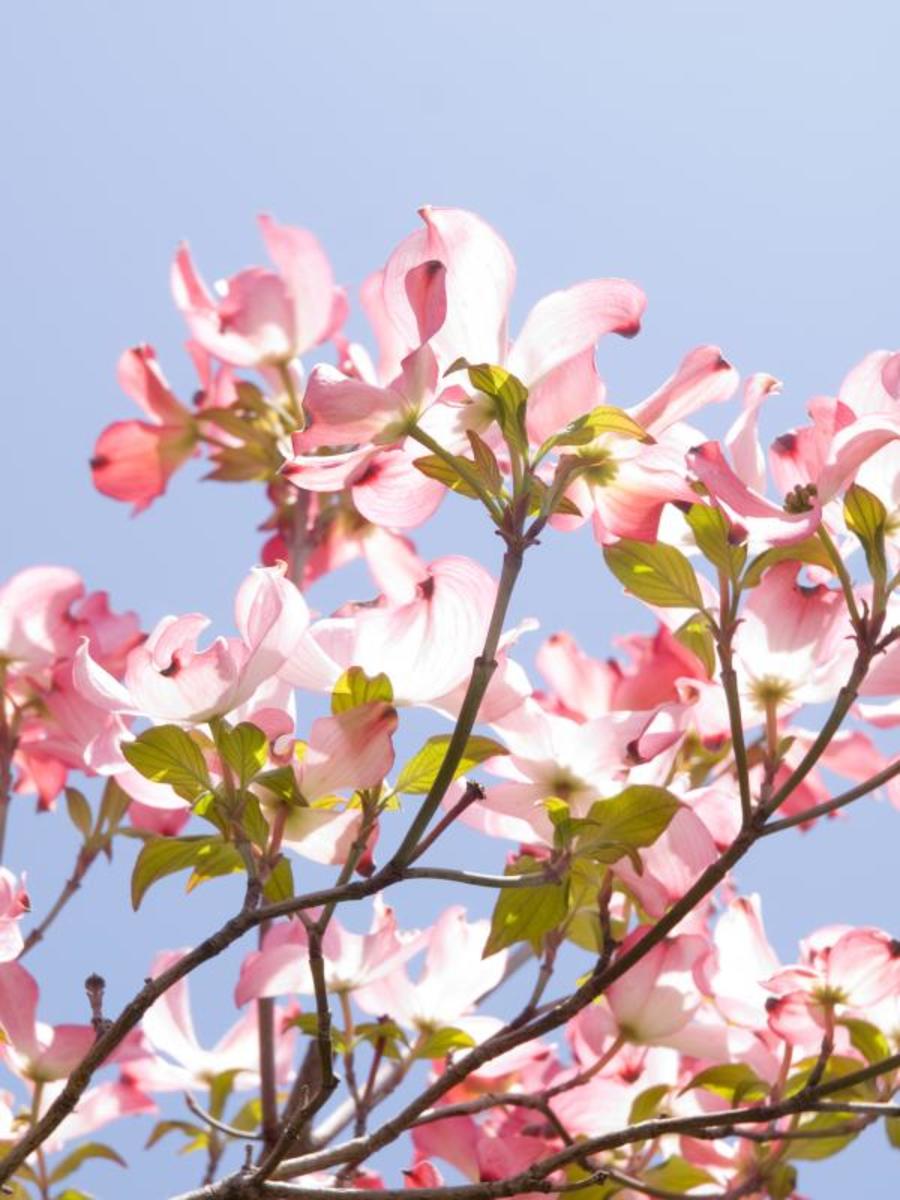 SPRING PICTURES: 200 Best Pictures, Free Images and Big Photos - HubPages