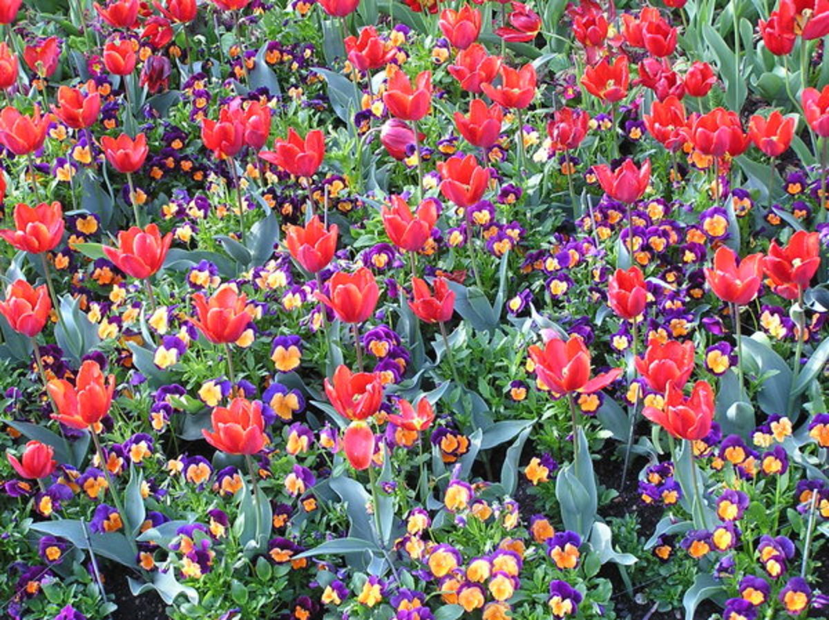 SPRING PICTURES: 200 Best Pictures, Free Images and Big Photos - HubPages