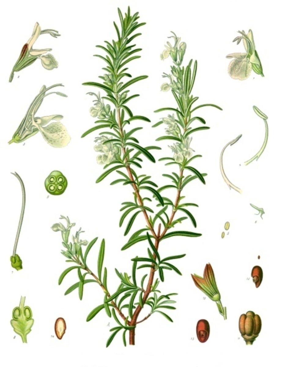 Lessons in Magical Herbalism: Rosemary - HubPages