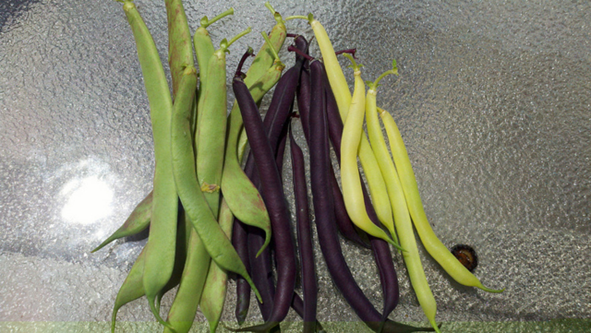 Five Easy Bush Bean Varieties for the Home Grower - HubPages