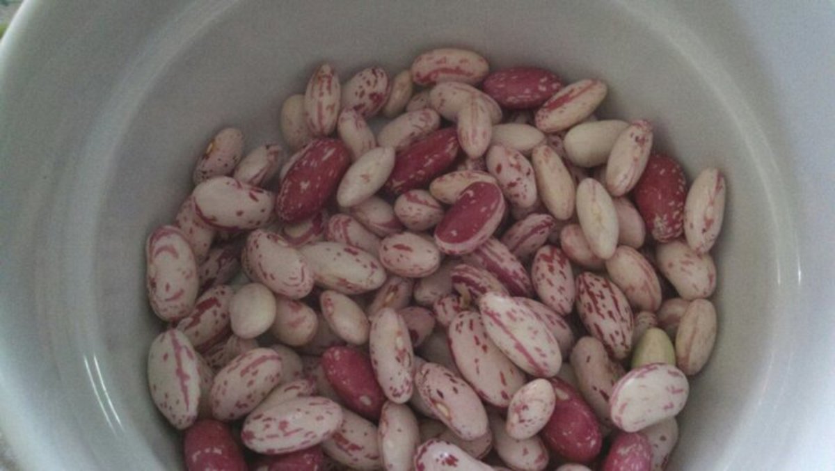 Five Easy Bush Bean Varieties for the Home Grower - HubPages