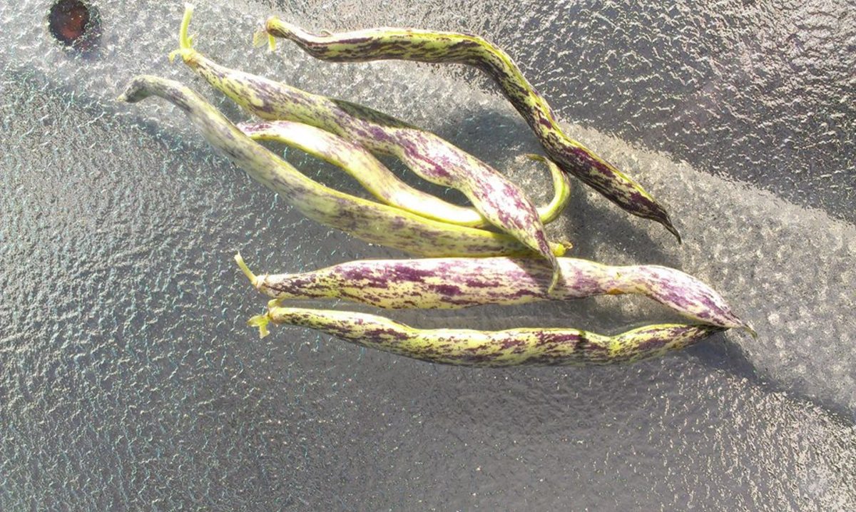 Five Easy Bush Bean Varieties for the Home Grower - HubPages