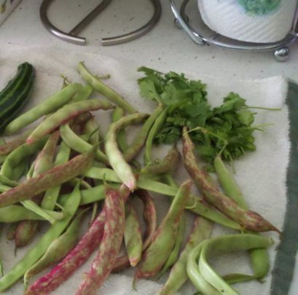 Five Easy Bush Bean Varieties for the Home Grower - HubPages