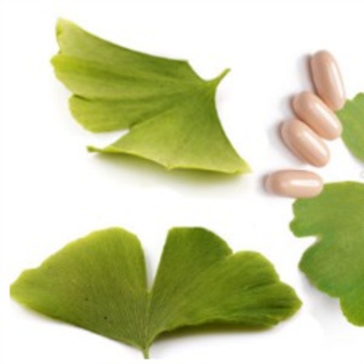 Benefits and Dangers of Ginkgo biloba - HubPages
