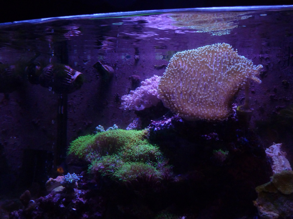 How to Build a DIY LED Aquarium Light, Part IV - HubPages