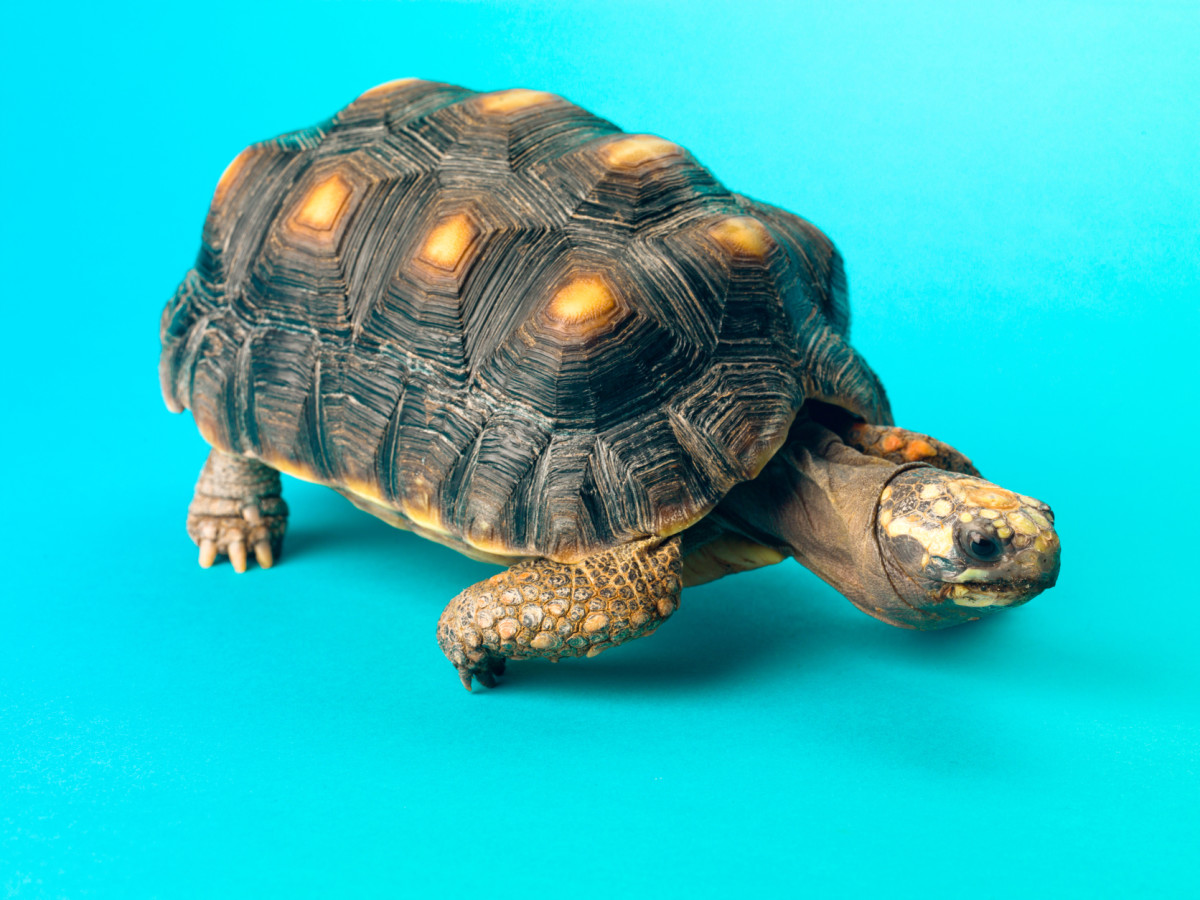 40 Awesome Pet Turtle Names From Flip To Yertle PetHelpful