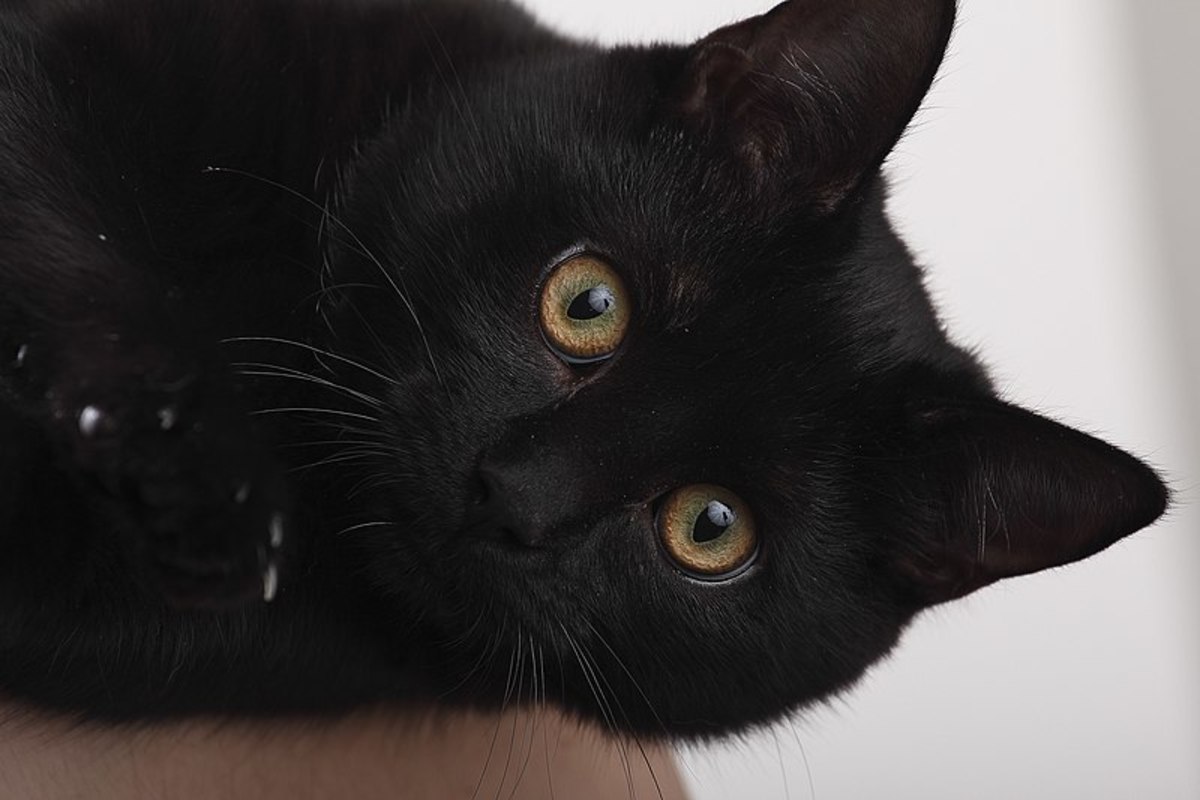 150 Mysterious Names For Sly Cats PetHelpful 150 Mysterious Names For Sly Cats PetHelpful