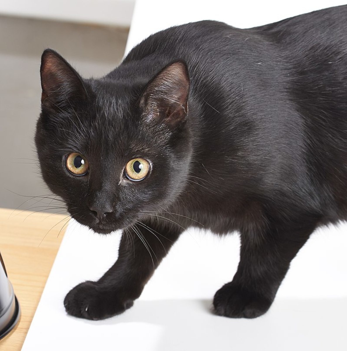 150 Mysterious Names For Sly Cats PetHelpful 150 Mysterious Names For Sly Cats PetHelpful