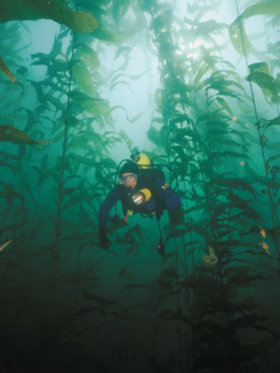 Introduction to Protists - HubPages