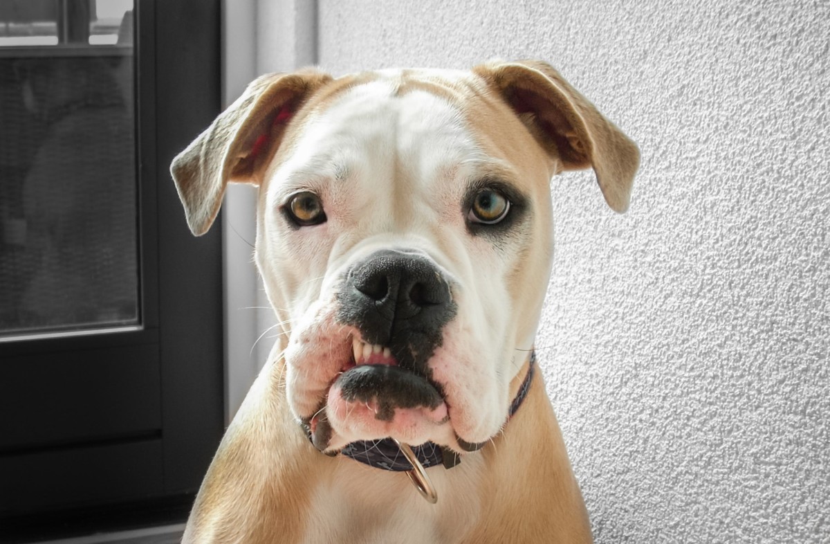 Is a Bulldog the Best Fit for Your Family? - HubPages