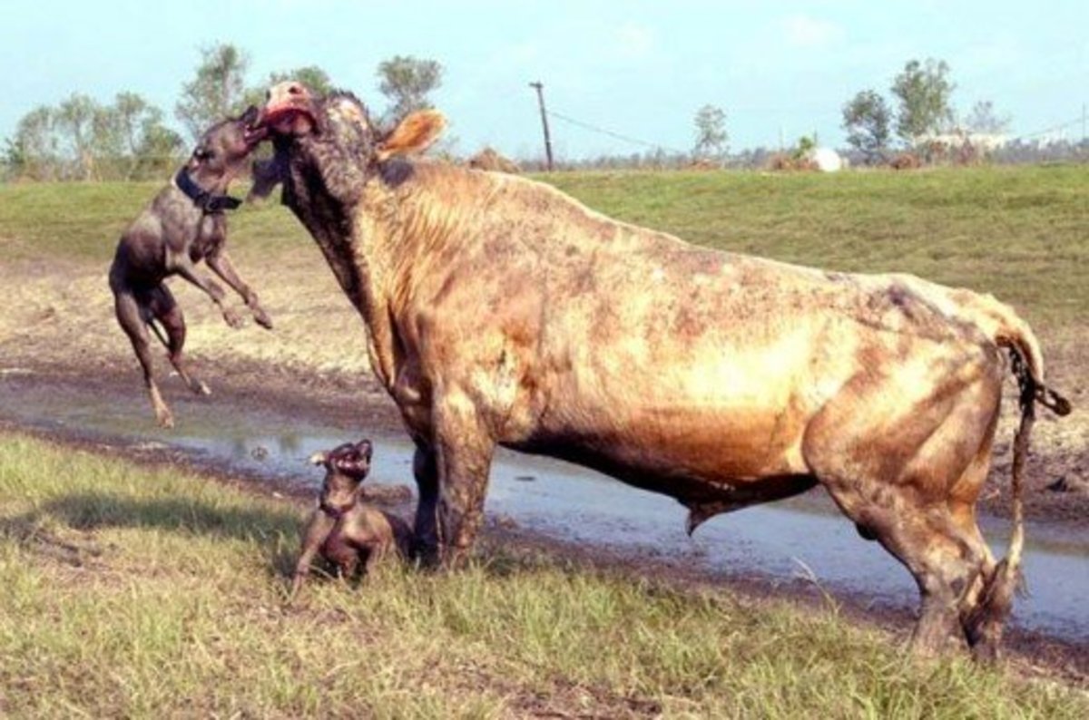 Is a Bulldog the Best Fit for Your Family? - HubPages