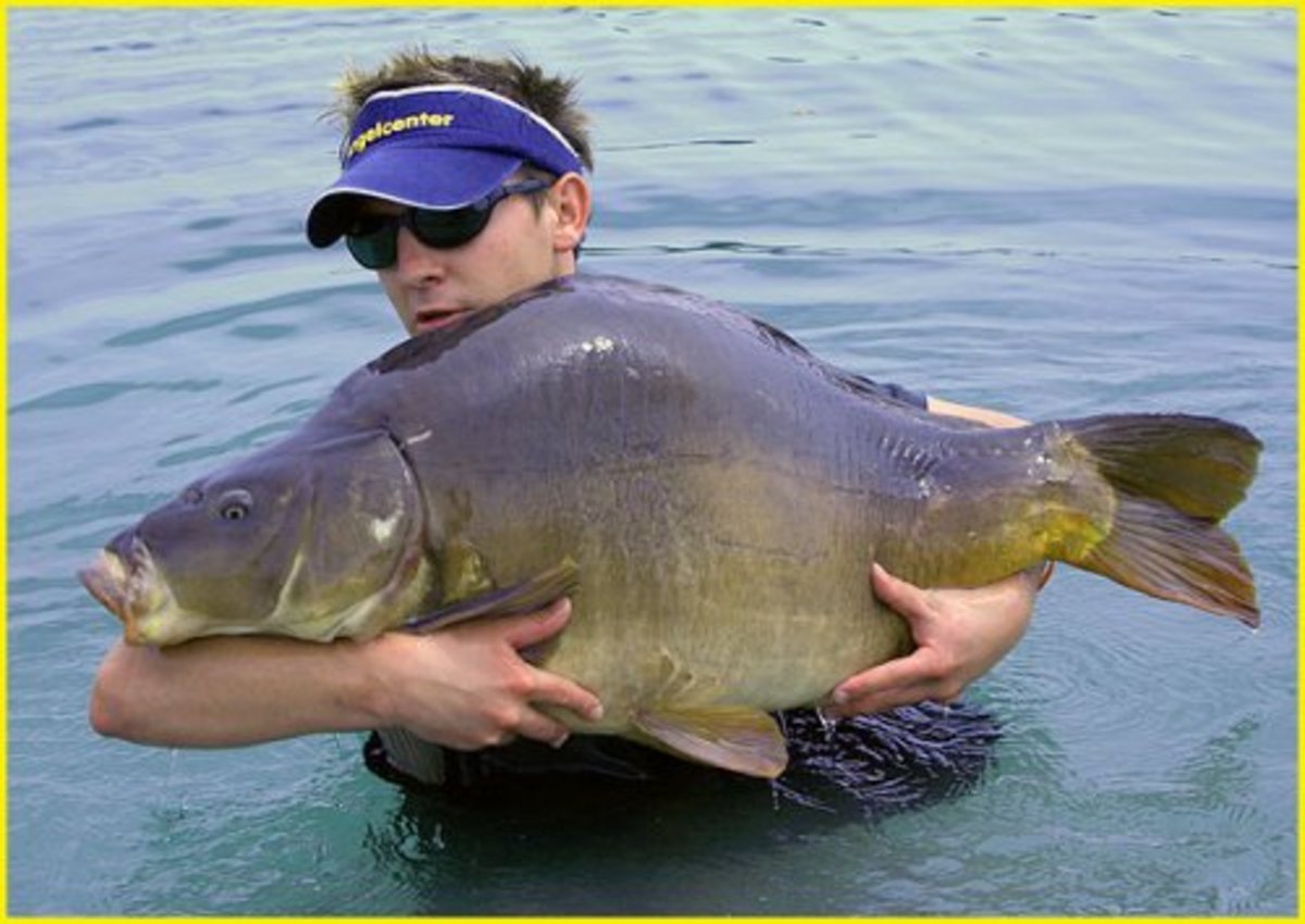 What is the Best Coarse Fish? - HubPages