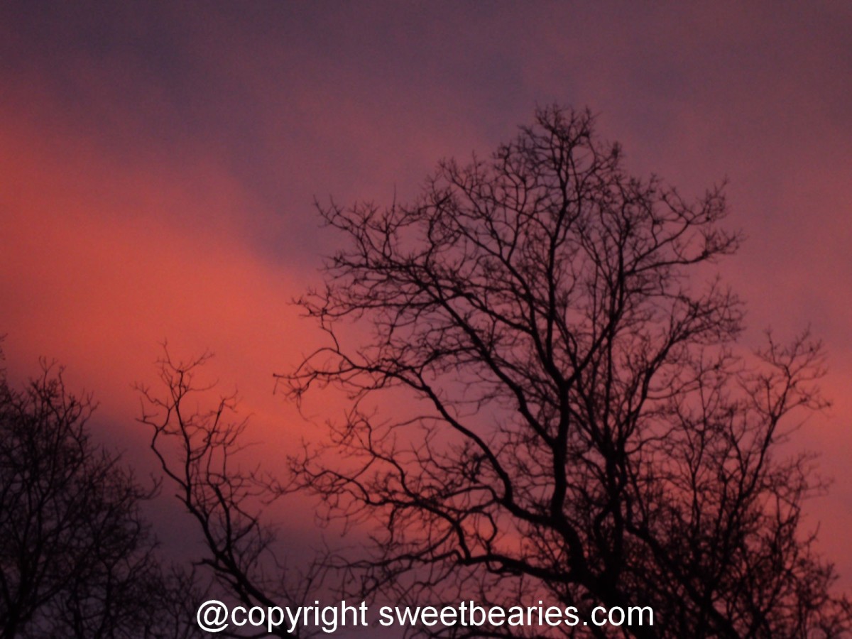 How to Draw a Forest Scene at Sunset - HubPages