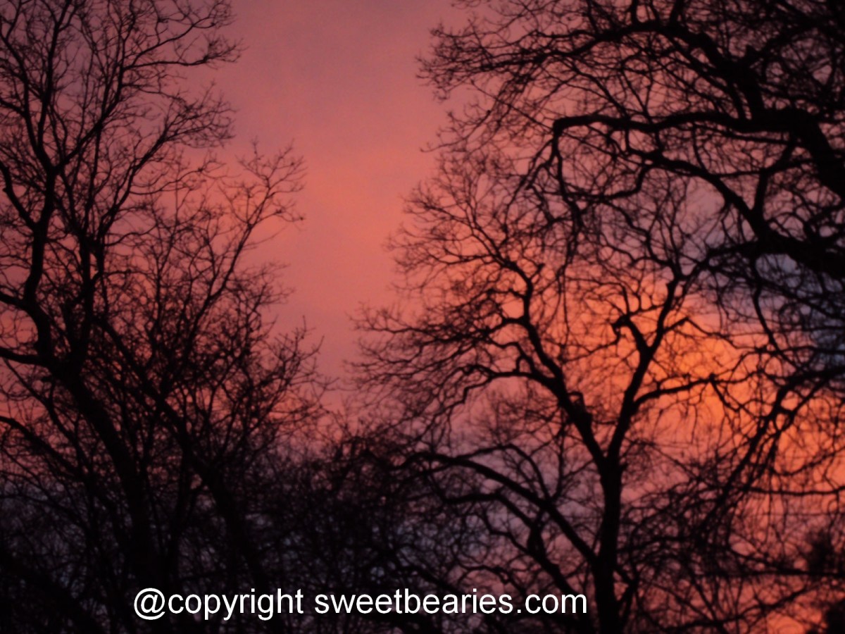How to Draw a Forest Scene at Sunset - HubPages