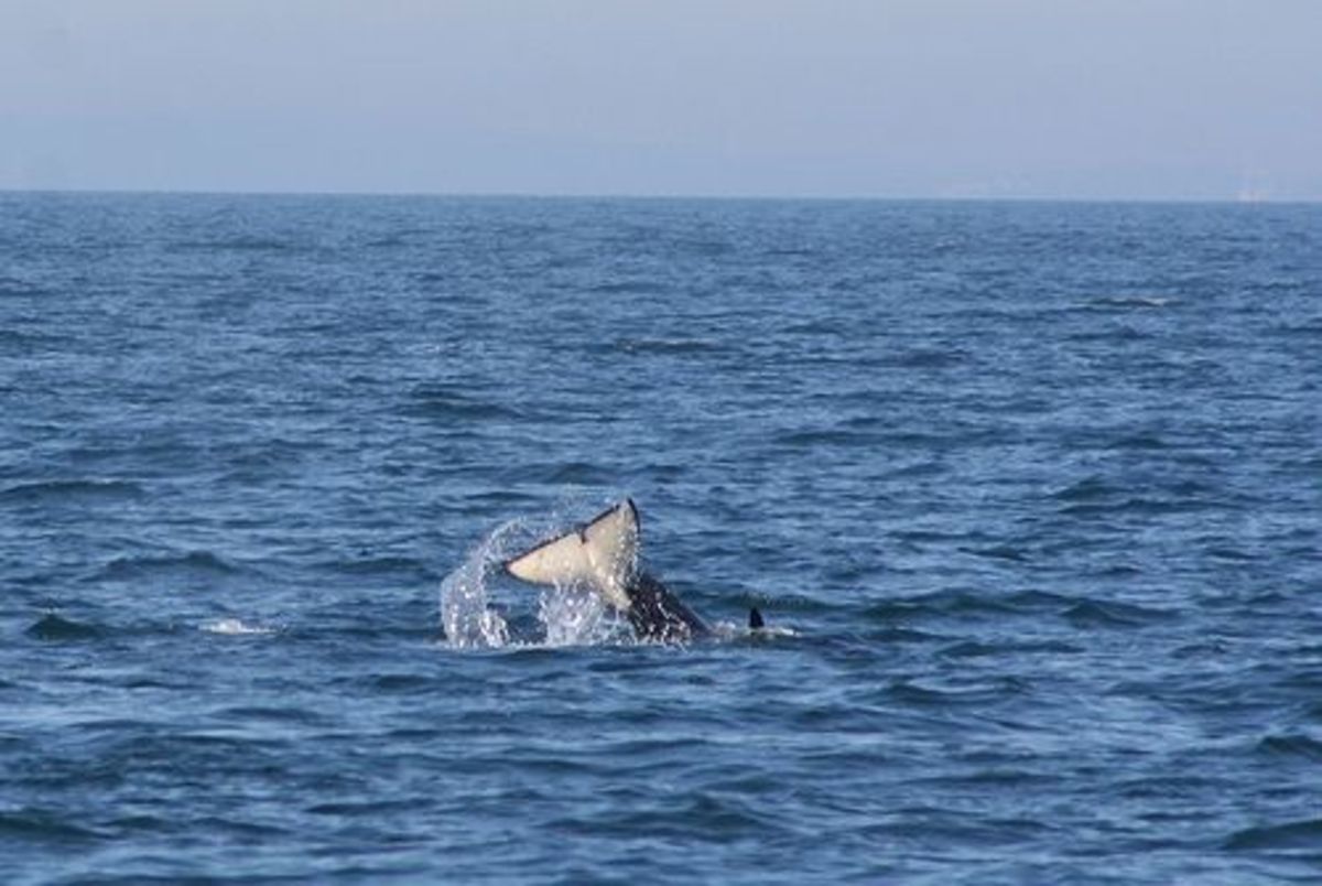 The Orca or Killer Whale - HubPages