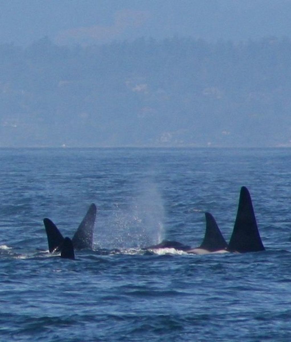 The Orca or Killer Whale - HubPages