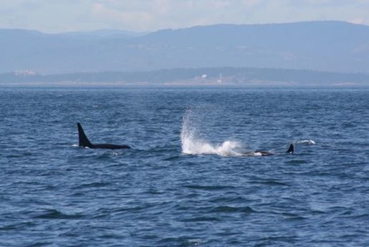 The Orca or Killer Whale - HubPages