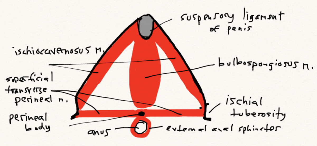 Human Anatomy Lesson 11 - HubPages
