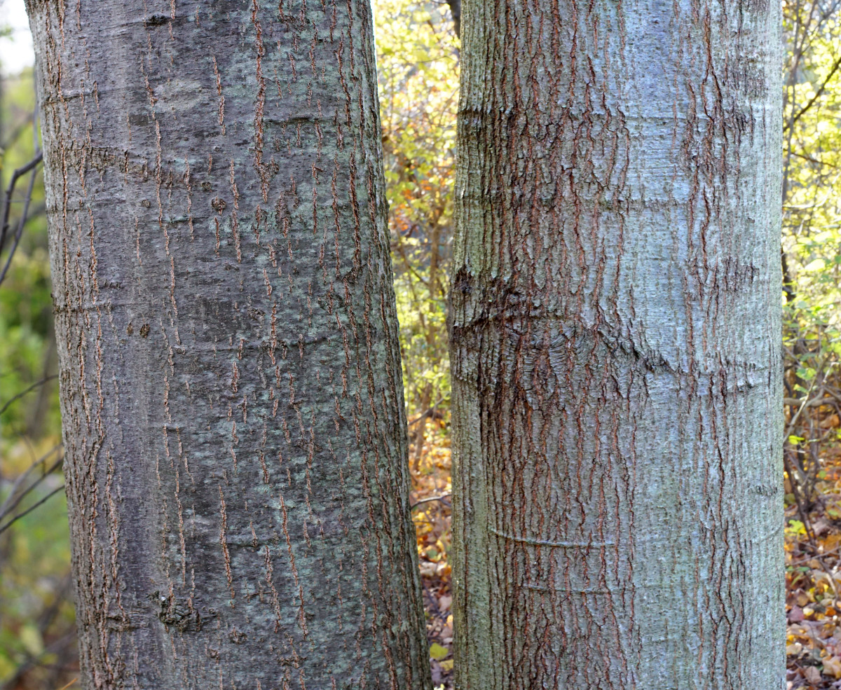 Identifying 13 Common Native Michigan Trees; Featuring Autumn Colors ...